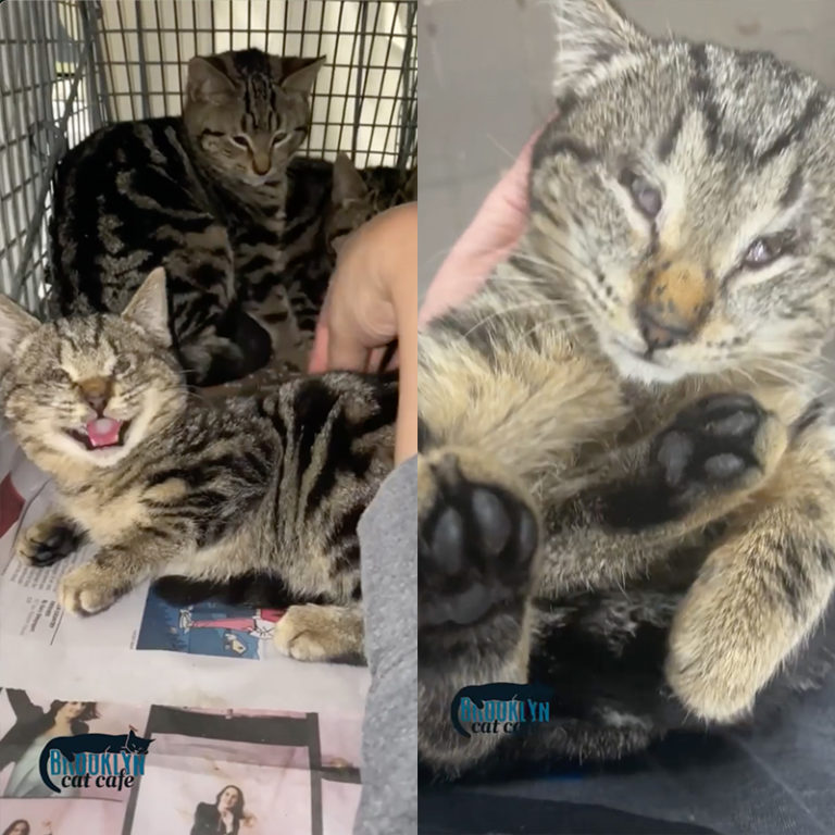 Brooklyn Rescuers Save Feral Cat Family – Hook, Line, and Sinker