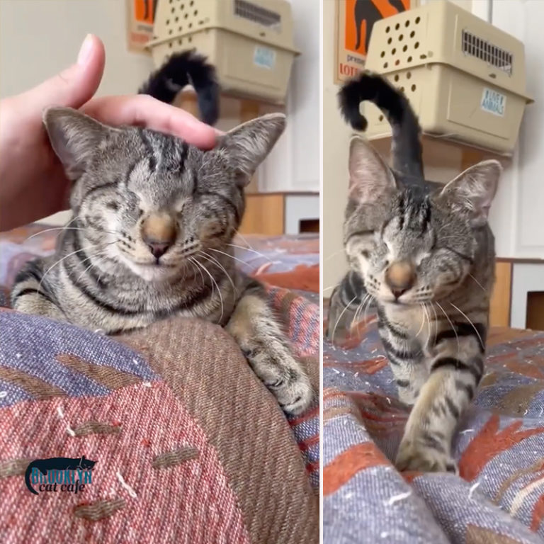 Brooklyn Rescuers Save Feral Cat Family – Hook, Line, and Sinker