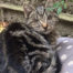 Brooklyn Rescuers Save Feral Cat Family – Hook, Line, and Sinker