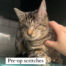 Brooklyn Rescuers Save Feral Cat Family – Hook, Line, and Sinker