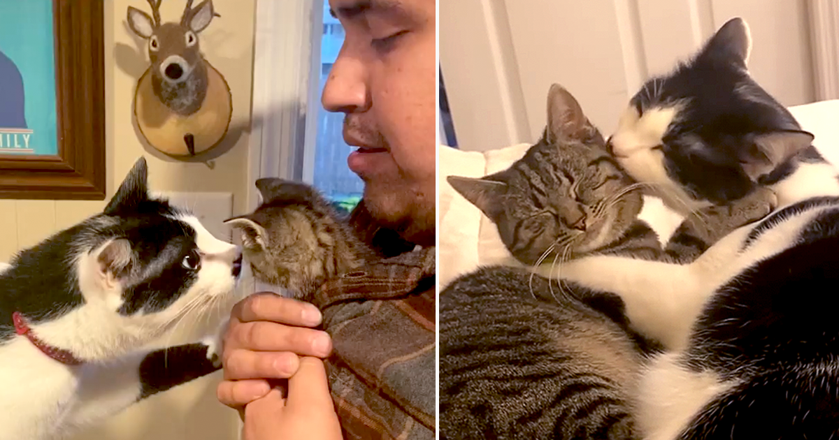 Family Cat Thomas is Inseparable from Kitten Found Abandoned