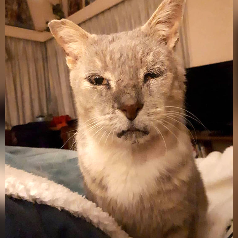 Rescued Senior Cat, 'Very Old Kevin' is the Most Lovable Character