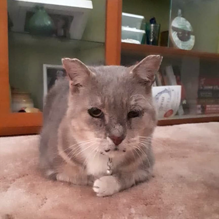 Rescued Senior Cat, 'Very Old Kevin' is the Most Lovable Character