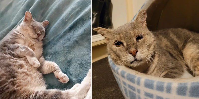 Rescued Senior Cat, 'Very Old Kevin' is the Most Lovable Character