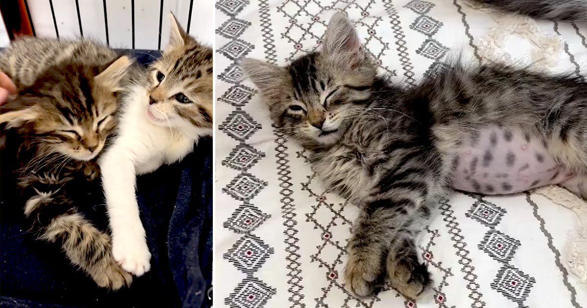 Family Arrives to Adopt Kitten, Falls for Sister Violet - Adopts Both