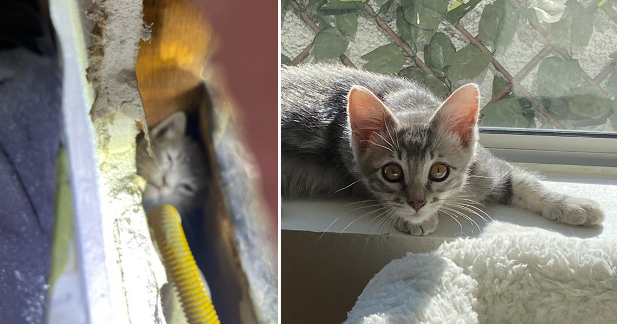 Kitten Wally Discovered Trapped In Wall Leads To Kittens In Attic