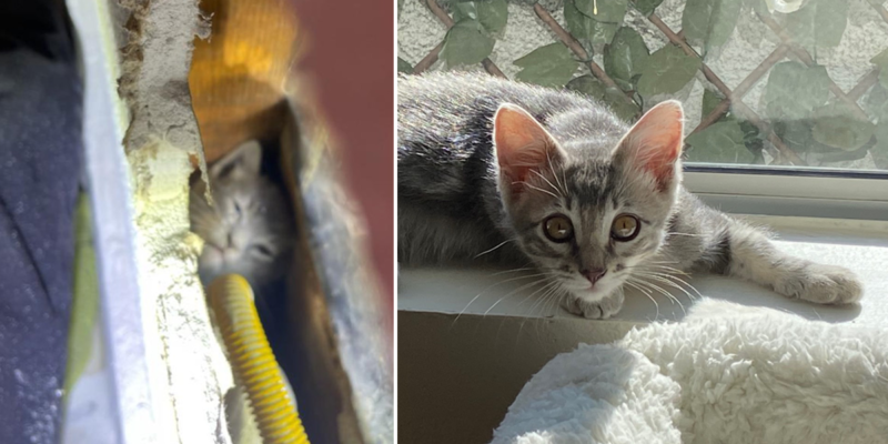 Kitten Wally Discovered Trapped In Wall Leads To Kittens In Attic