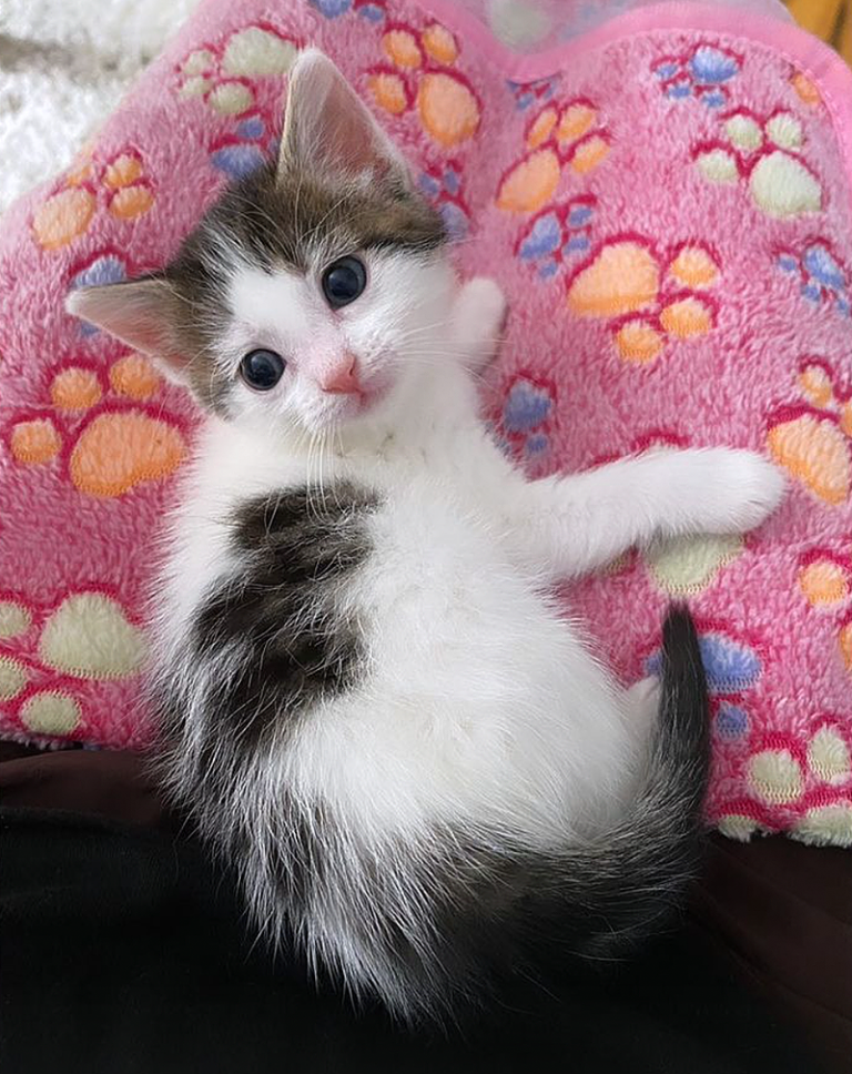 Rescuers Save Rollie Pollie Kitten Winnie After Mama Rejected Her