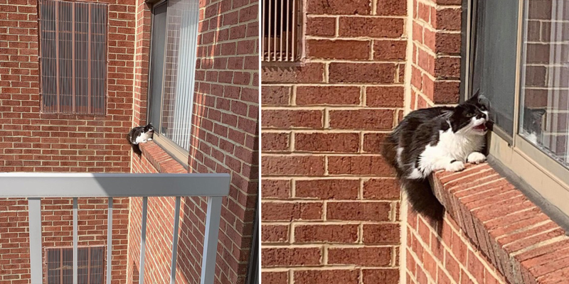 Heroes Come to Rescue After Woman Finds Cat on Window Ledge