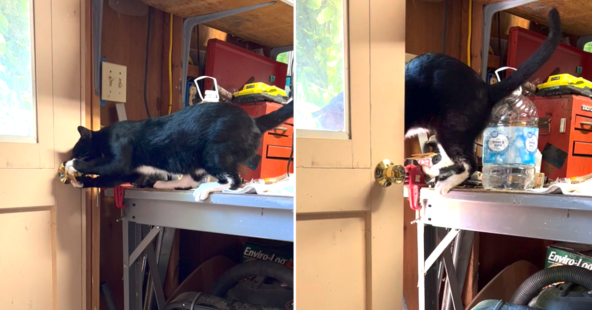Cat Caught on Camera Walks Up and Opens Door Knob Like a Pro
