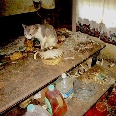 Rescuers Overwhelmed by Cats Requiring Rescue from One Home