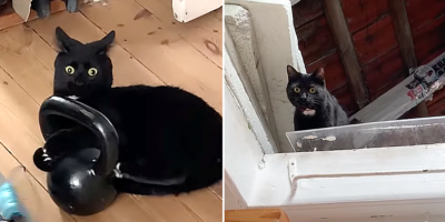Andrea Von Speed, the Wild High-Speed Cat Keeps Getting Faster