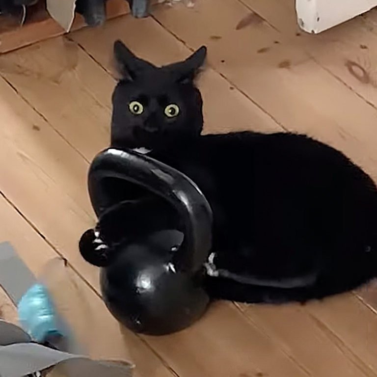 Andrea Von Speed, the Wild High-Speed Cat Keeps Getting Faster