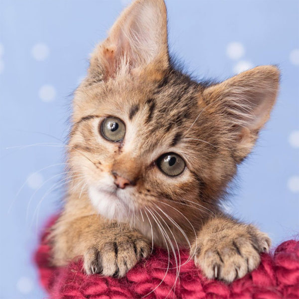 Special Needs Kittens Bond Like 'Brothers from Another Mother'