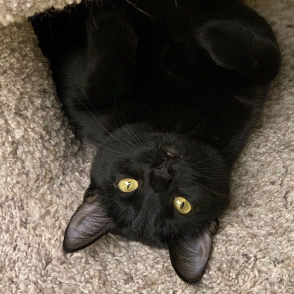 Bubbles and Bangs Have Cutest Love Story After Rescue