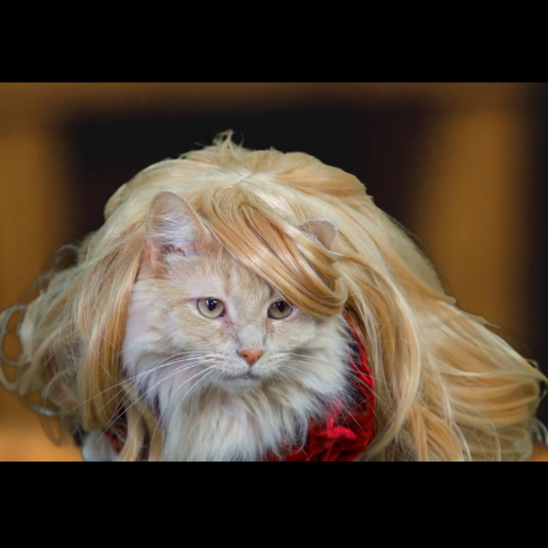 Rescued Kentucky Cat and Brothers Star in Funny Cat Soap Opera