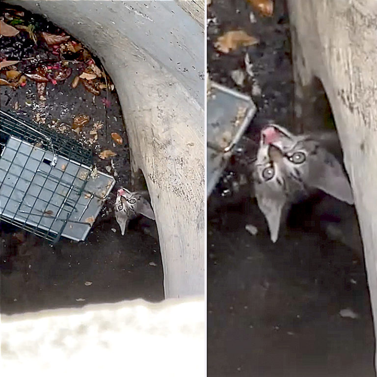 Woman Crawls 300 ft Into Dark, Smelly Sewer To Save Kitten