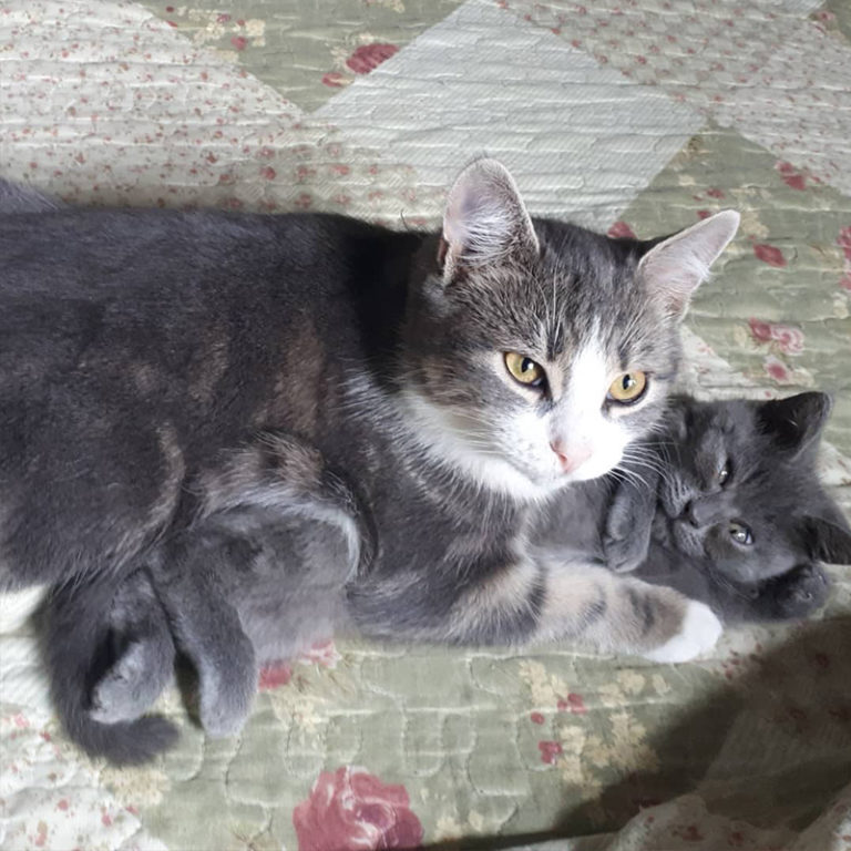 Fedya Always Looks Surprised but Loves Life With Best Cat Friend