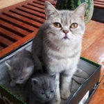 Fedya Always Looks Surprised but Loves Life With Best Cat Friend