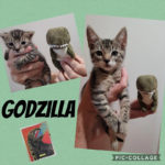 Godzilla, the Tiny Kitten Takes Over Foster Care with Bigger Pal