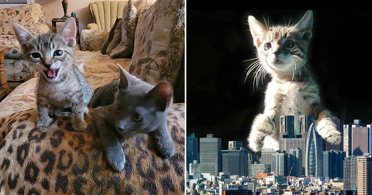 Godzilla, the Tiny Kitten Takes Over Foster Care with Bigger Pal