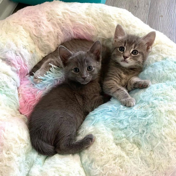 Rescuers Share the 'Most Rolly-Polly' Grey Kittens They've Seen