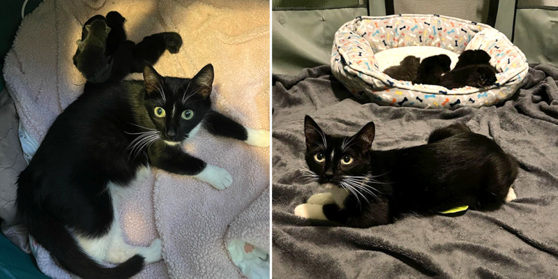 'Mama Inky' Chirps About Her Precious Kittens in Viral TikToks