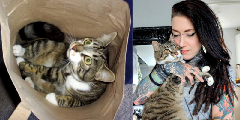 Ziggy the Cat Hadn't Changed Much After 11 Years Missing