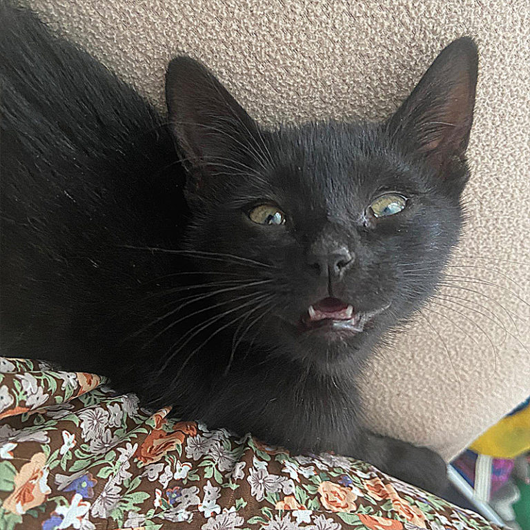 Kitten Squeaky B Overcomes Odds With Love From Senior Tomcat