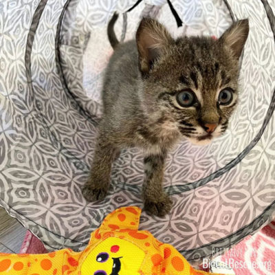 Tiniest Bobcat Ever, Summer Remains 'Forever Kitten' in Sanctuary