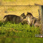 Tiniest Bobcat Ever, Summer Remains 'Forever Kitten' in Sanctuary
