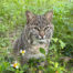 Tiniest Bobcat Ever, Summer Remains 'Forever Kitten' in Sanctuary