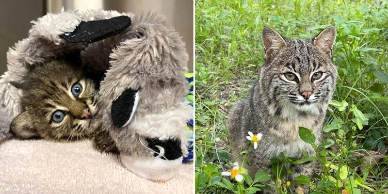 Tiniest Bobcat Ever, Summer Remains 'Forever Kitten' in Sanctuary