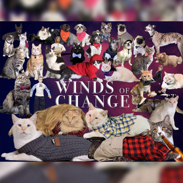 Rescued Kentucky Cat and Brothers Star in Funny Cat Soap Opera