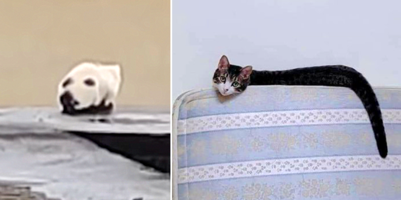 People React as Cats Show They are Masters of Optical Illusions