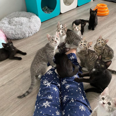 Rescuers Share the 'Most Rolly-Polly' Grey Kittens They've Seen