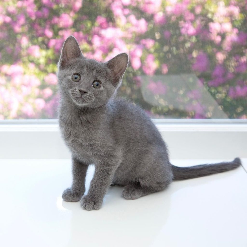 Foster Mom Creates the Funniest Instagram Reels of Cute Kittens