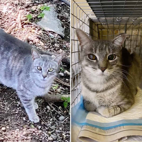 Kittens Rescued on a Brooklyn Tennis Court Are a Purrfect Match