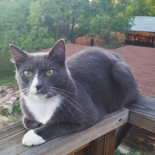 Woman Reunited with Beloved Cat Years After Violent Attack