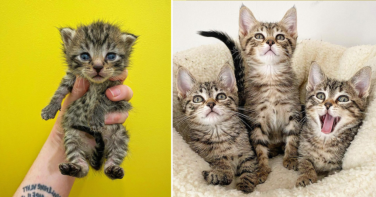 Kittens Born to Hissy Feral Cat Become Social Butterflies