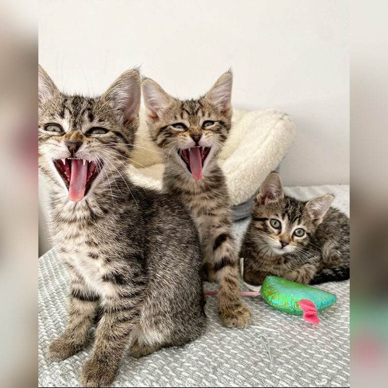Kittens Born to Hissy Feral Cat Become Social Butterflies