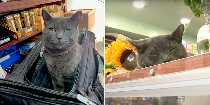 Bodega Cat 'Boka' was Catnapped But Returned After Huge Outcry