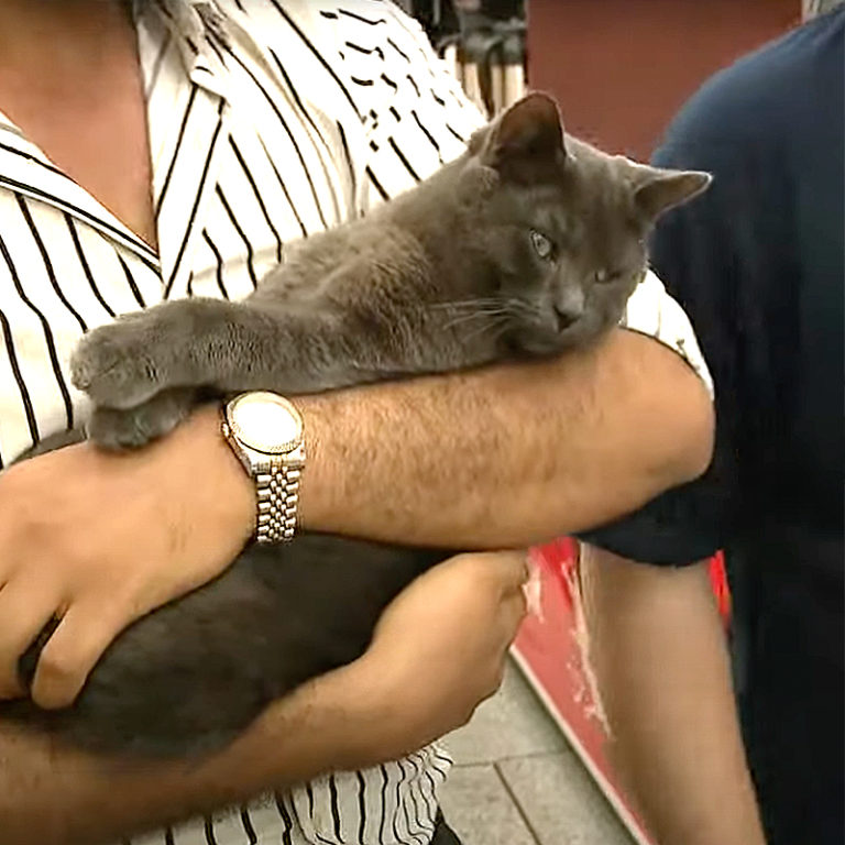 Bodega Cat 'Boka' was Catnapped But Returned After Huge Outcry