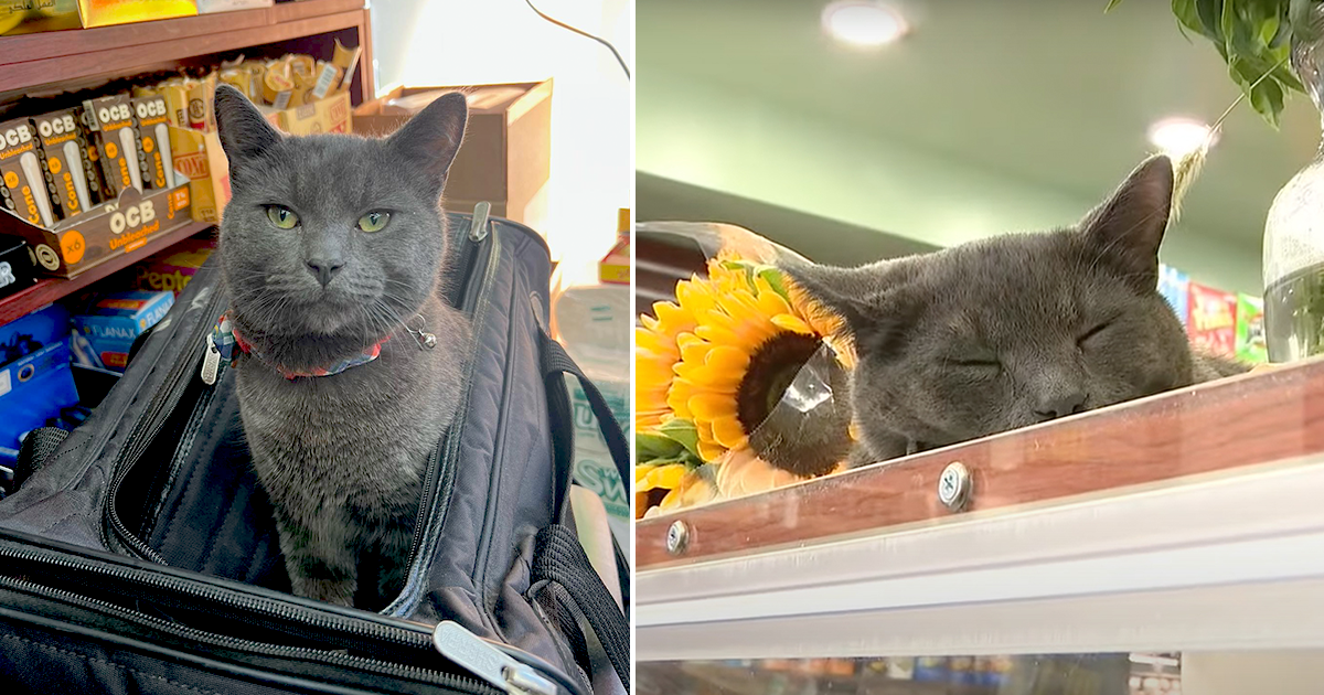 Bodega Cat 'Boka' was Catnapped But Returned After Huge Outcry