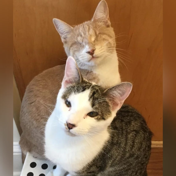 Galileo Shows How Blind Cats Rock After Virus Take His Vision