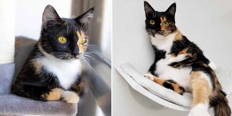 Carmela, the 'Celine Dion of Cats, ' Waits 463 Days to Find a Home