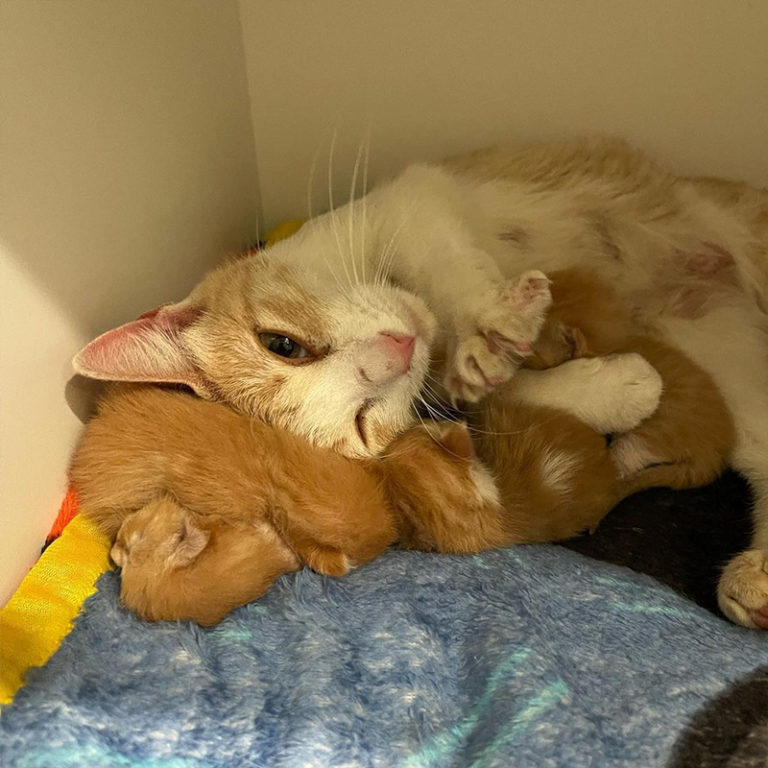 Rescuers Face Agonizing Decision After Sick Kitten Gives Birth