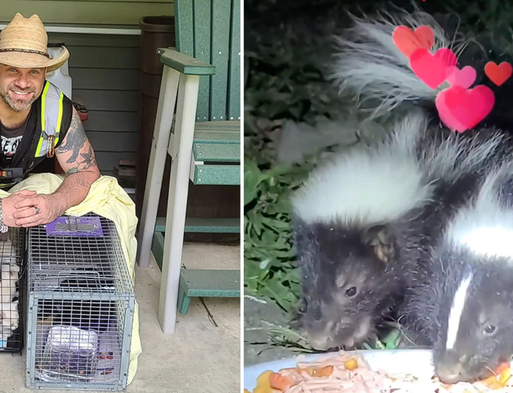 This Cat Named Valkyrie Has The Most Bizarre Human-Like Face - Cole ...