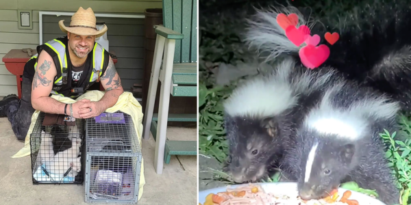 Cowboy Cat Wrangler Encounters Adorable Skunk 'Stinky Twins'