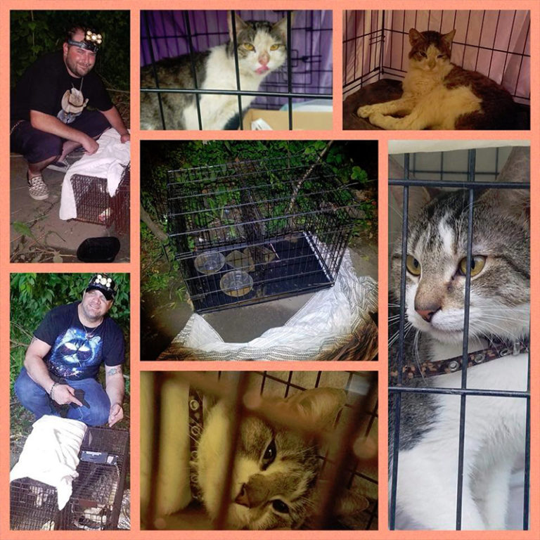 Cowboy Cat Wrangler Encounters Adorable Skunk 'Stinky Twins'